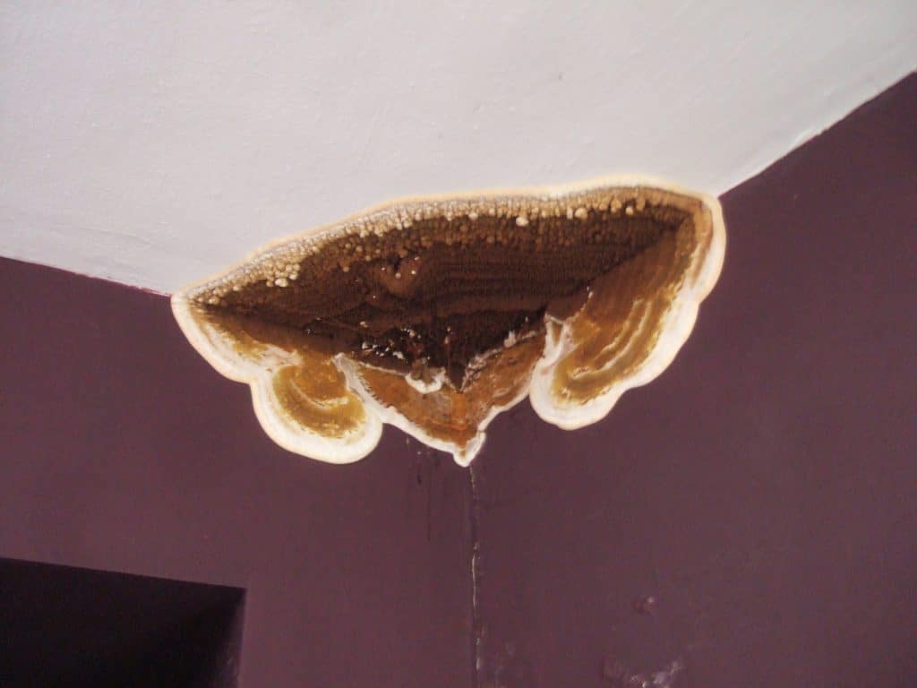 4 types of damp that could ruin your home - Kempton Carr Croft