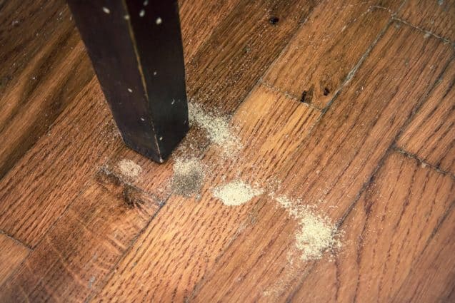 Everything you need to know about woodworm in your home