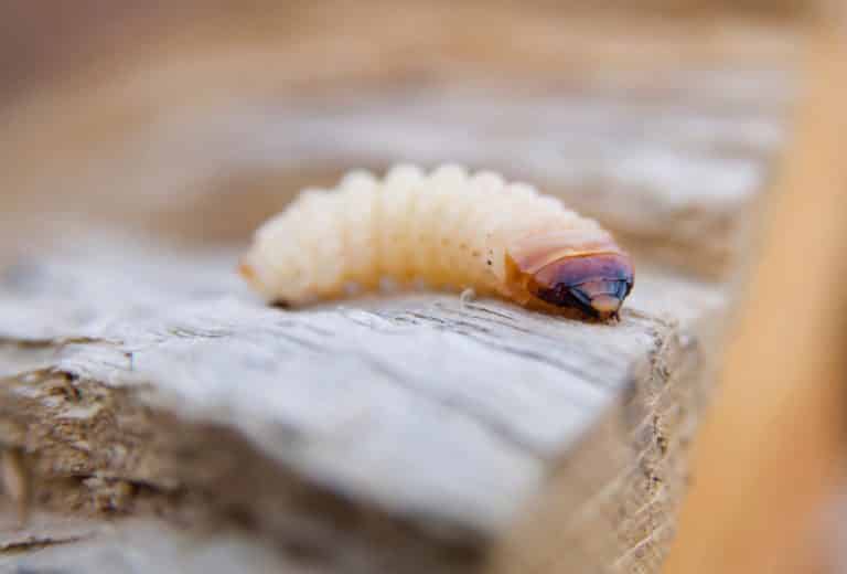 Everything you need to know about woodworm in your home